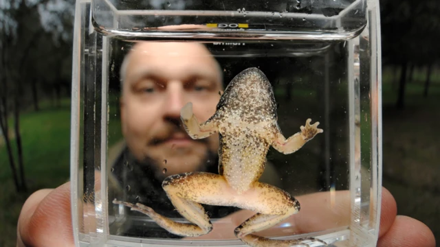 7 de las especies invasoras que más daño están causando en América ...