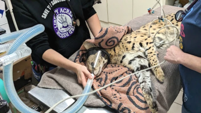Un 'chat sous cocaïne' : Le chat sauvage serval a été testé positif à ...