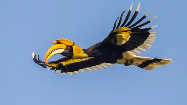 ¿Es el cálao la criatura más celosa del planeta? - BBC News Mundo