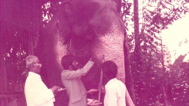 Eléphant : une relation particulière entre le troupeau avec lequel j'ai ...