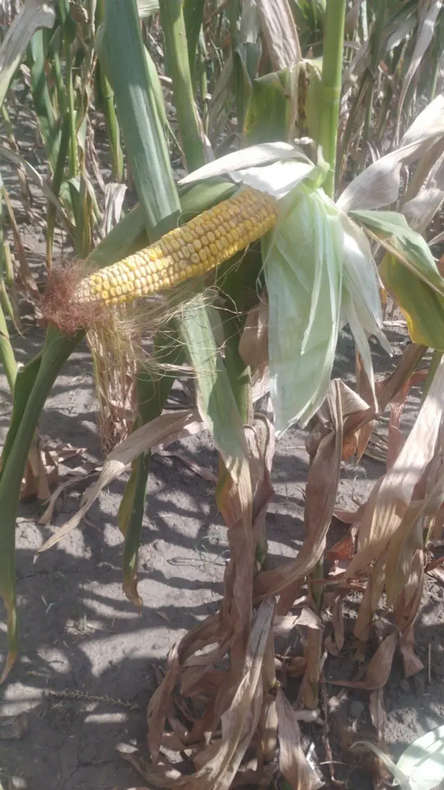 Srbija i poljoprivreda: Kukuruz i soja najteže pogođeni sušom - BBC News na srpskom