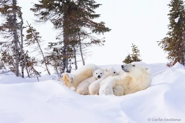 "Somos mucho más iguales a los osos polares de lo que creemos" - BBC ...
