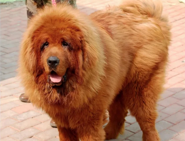 Hewan-hewan termahal di dunia: Dari bebek hingga panda raksasa - BBC ...