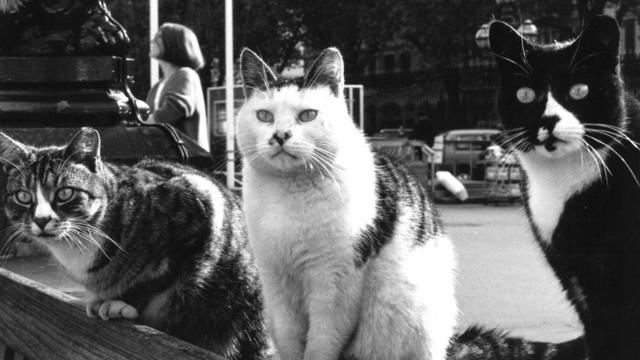 Британские коты на службе: коты-трудяги и коты-герои - BBC News Русская ...