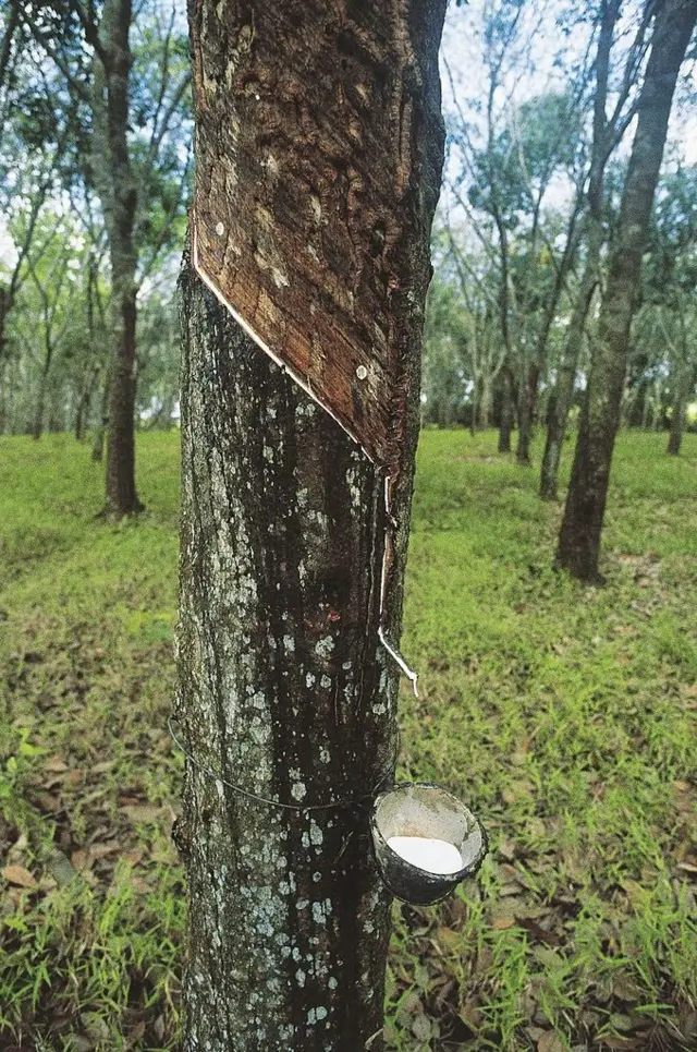 Karet, material penting bagi dunia, terancam habis - BBC News Indonesia