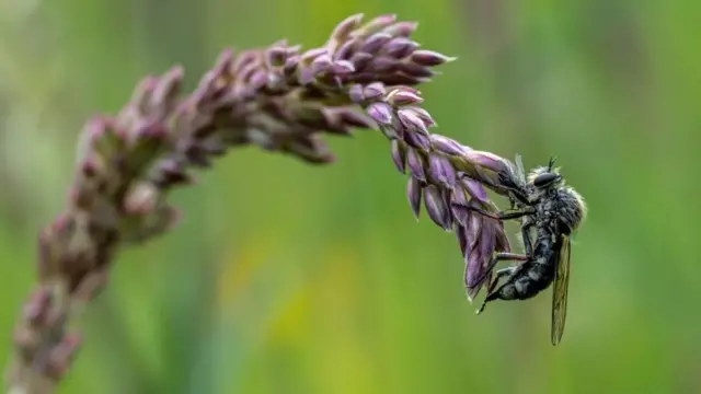 Životinje: Dremka pčela, proždrljiva muva i 'vanzemaljac' - najbolje ...