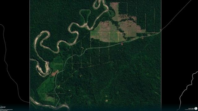 Perusahaan sawit di Papua buka lahan 70 hektar meski izin dicabut, 'potensi pidana' perusahaan ...