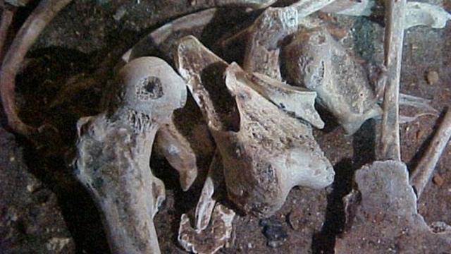 Así era el rostro de Eva de Naharon, el fósil humano más antiguo de ...