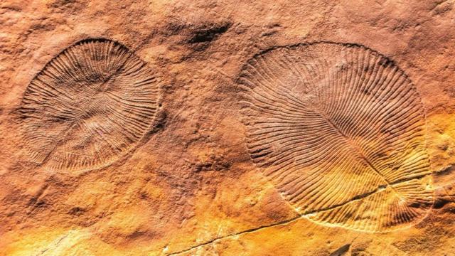Paléontologie: la piste australienne où la vie a commencé - BBC News ...