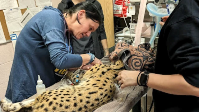 Un 'chat sous cocaïne' : Le chat sauvage serval a été testé positif à ...