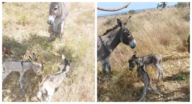 Harargee Lixaatti harreen bukurii lakkuu dhalte ‘ajaa’iba’ jedhamte ...