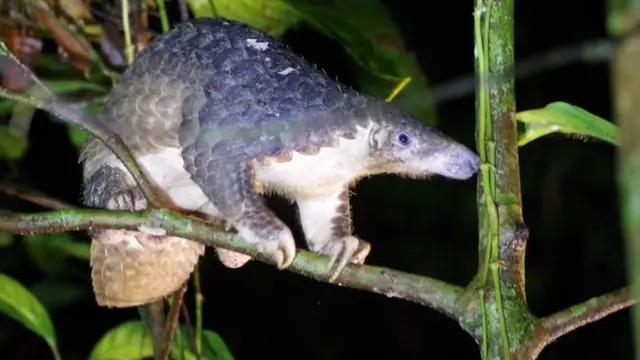 Menyelamatkan trenggiling Sunda yang terancam punah - BBC News Indonesia