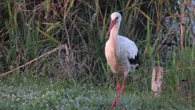 Pet zanimljivosti o belim rodama, koje u Srbiji žive i umiru od ljudi ...