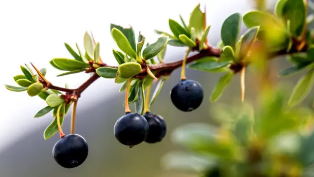 Maqui, murta y calafate: las maravillosas propiedades de los frutos ...