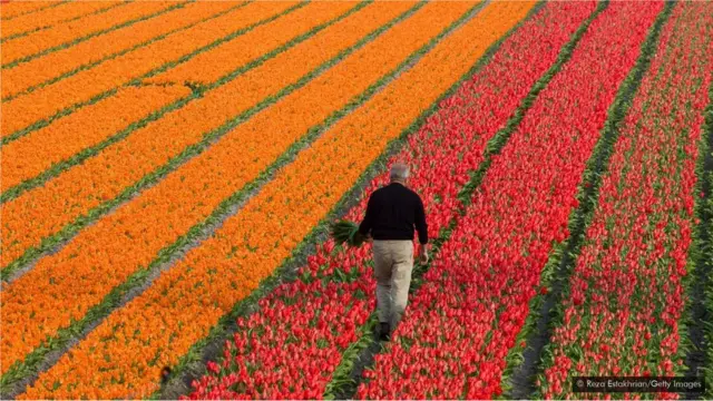 Mengapa orang Belanda tinggi-tinggi? - BBC News Indonesia