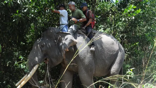 Bagaimana dokter mengobati Dita, gajah kecil, di hutan Riau - BBC News ...