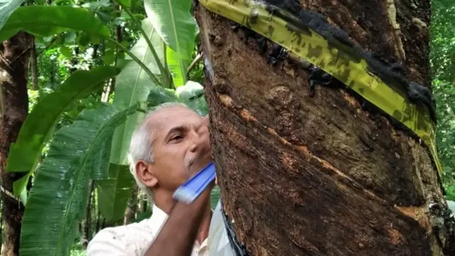 India attempts to revive its dwindling rubber industry