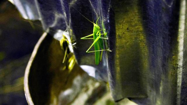Hrana i insekti: Da li skakavci mogu da zamene govedinu - BBC News na ...