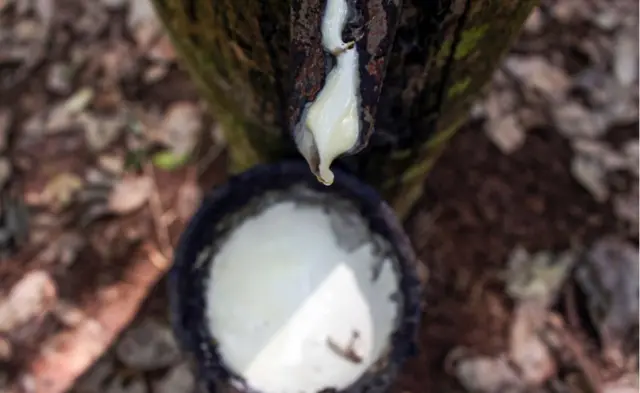 Por qué se está acabando el caucho, el asombroso material que todos ...