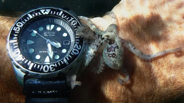 Oscar 2021: "My Octopus Teacher", 5 características fascinantes de los ...