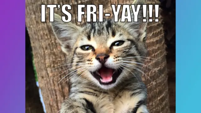 Yay Cat Meme Mr Munchkins Man: Lunch Money Showdown!