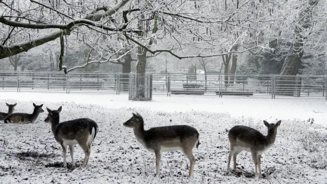 Soğuklarda yabani hayvanları besleyenlere ceza - BBC News Türkçe