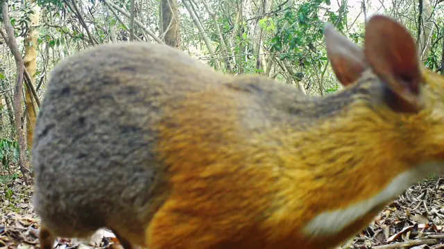 Ciervo ratón, el diminuto animal que reapareció frente a una cámara ...