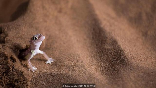 Ngựa hoang ở vùng tây nam nước Mỹ - BBC News Tiếng Việt