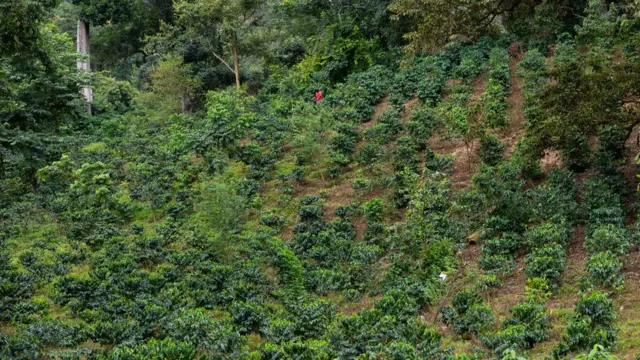 Buna: Balaa badiinsa bunaafi yaaddoo qonnaan bultootaa Itoophiyaa - BBC ...
