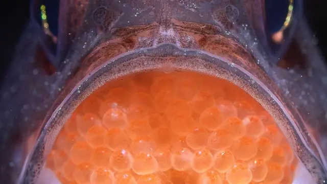 Снимок дикой кошки, поймавшей фламинго, получил первый приз всемирного ...