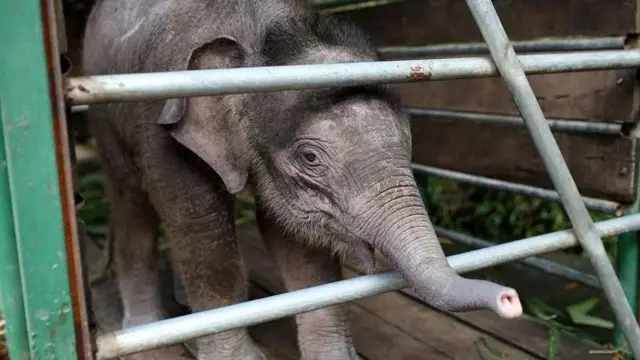 Divlje životinje: Najmanjem slonu na svetu preti izumiranje - BBC News ...