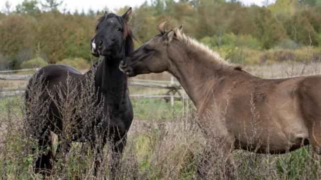 La raza de caballos que pone en duda la teoría de que estos animales ...