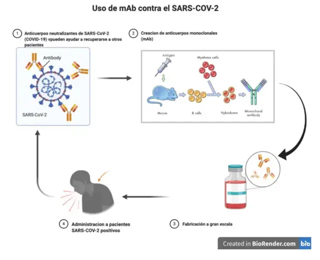 Cómo funciona el bamlanivimab, el primer medicamento diseñado ...