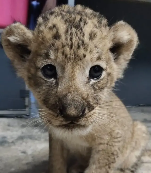 ‘Lion King’ Simba si anak singa lahir dari sperma mendiang ayahnya ...