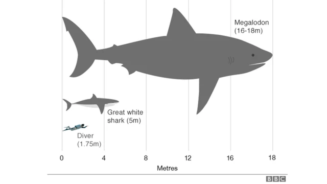 Životinje: Borba za hranu možda je uticala na istrebljenje megalodona - najveće ajkule koja je ...