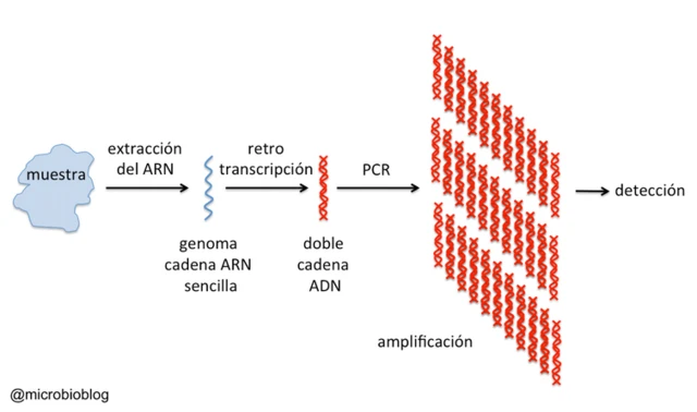 Coronavirus: los 3 test que juntos nos ayudarán a controlar la pandemia ...
