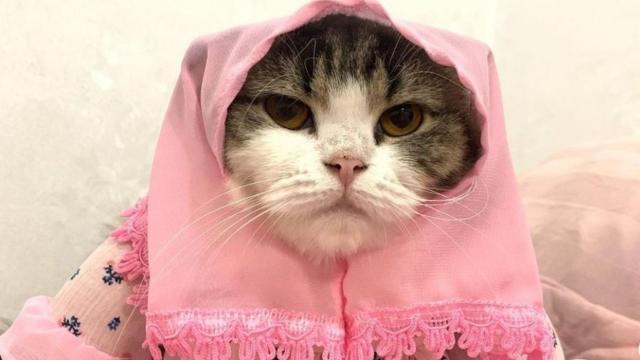 Penyiksaan hewan: Indonesia 'juara dunia' konten siksa binatang ...