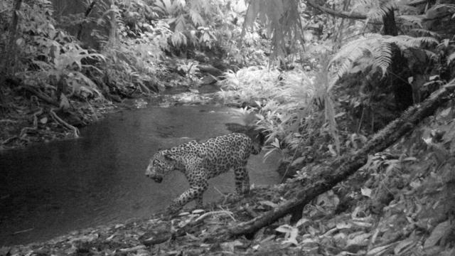 Los animales que se creían extintos hallados en la "Ciudad perdida del ...