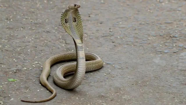 साप खरंच डूख धरून बदला घेतो का? साप चावल्यानंतर तातडीने काय करायचं ...