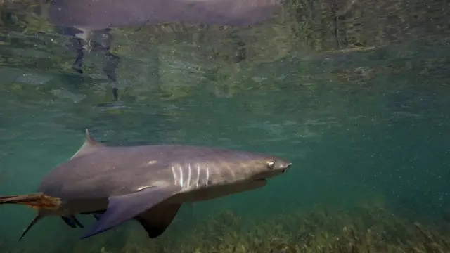 Životinje i plivanje: „Njam-njam žuta” - da li kupaći kostimi mogu da privuku ajkule - BBC News ...