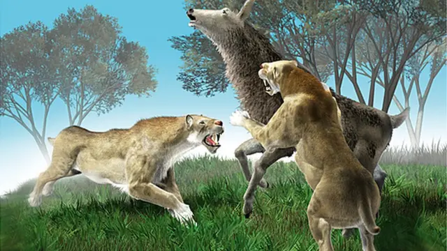 sabre tooth tiger evolution