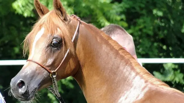 خشم لهستان از تاخیر عربستان در بازگرداندن مادیان اصیل عربی - BBC News فارسی