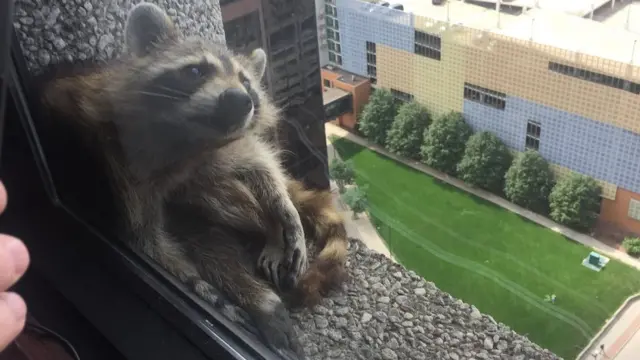 Gökdelene tırmanan rakun internet yıldızı oldu - BBC News Türkçe