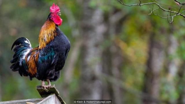 Ayam ternyata tidak sebodoh yang dibayangkan - BBC News Indonesia