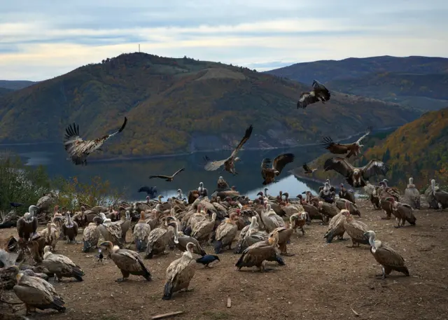 Svetski dan biodiverziteta: Kako se na Balkanu čuva šarolikost prirode ...