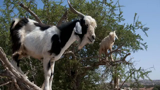 Kutana na mbuzi wanaopanda juu ya miti nchini Morocco - BBC News Swahili
