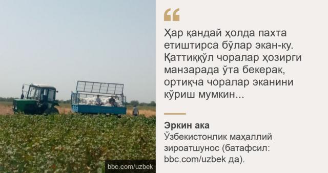 Ўзбекистон: Миллий бойлик қандай қилиб арзон ўсимликка айланиб қолди ...