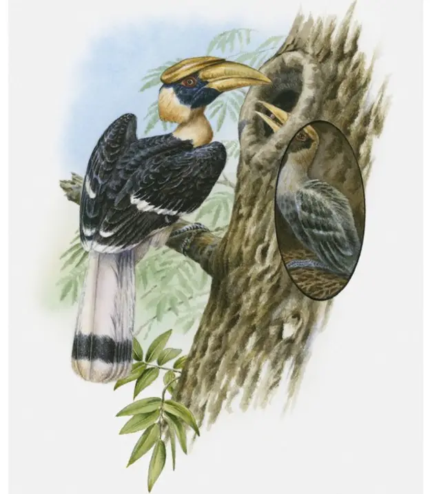 ¿Es el cálao la criatura más celosa del planeta? - BBC News Mundo