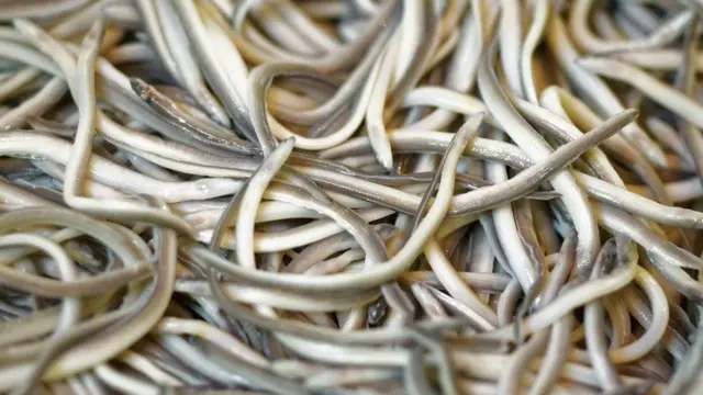 Angulas, el alimento de lujo por el que se pagan más de US$1.300 el ...