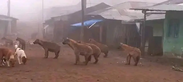 Masalaa: Magaalaa waraabessi sarootaafi nama waliin guyyaa keessa ‘shir ...